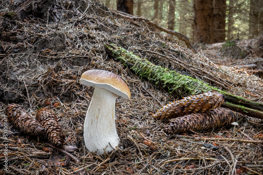 Boletus edulis known as penny bun or cep mushroom Stock Photo | Adobe Stock
