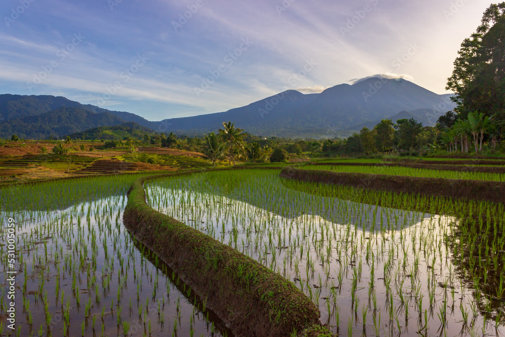 Indonesian scenery, green rice terraces and mountains in the morning ...