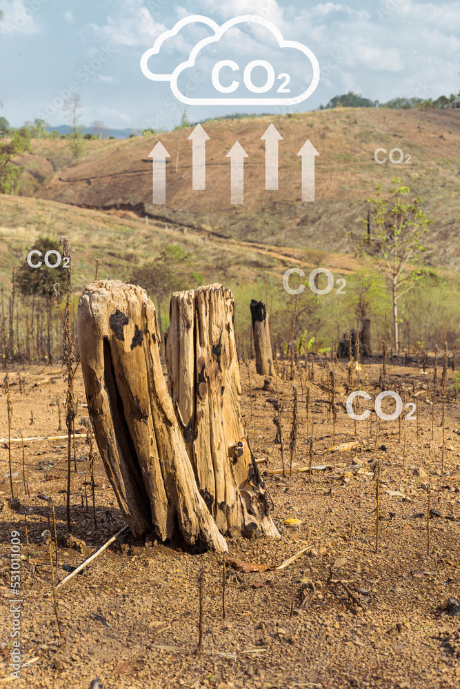 Deforestation are the anthropogenic source of atmospheric carbon ...