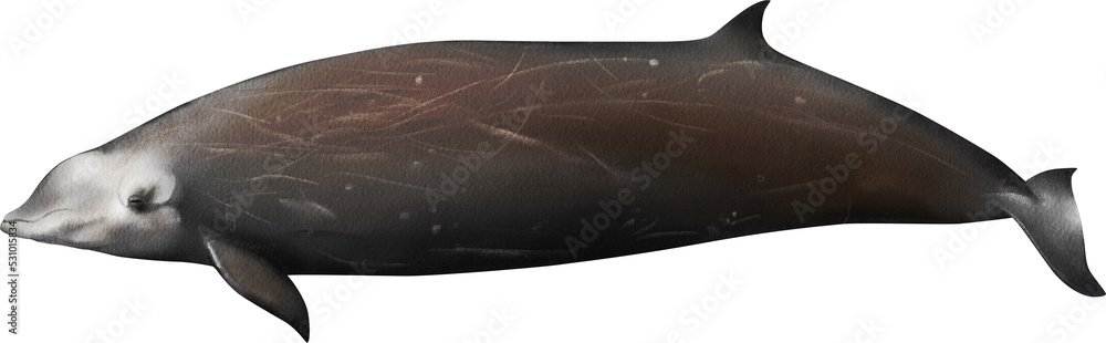Hand-drawn watercolor Cuvier's Beaked whale illustration isolated on ...