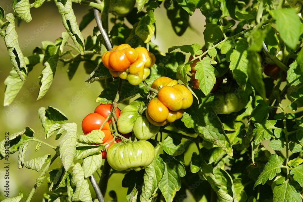 The travel tomato (Solanum lycopersicum) is a beefsteak tomato from ...
