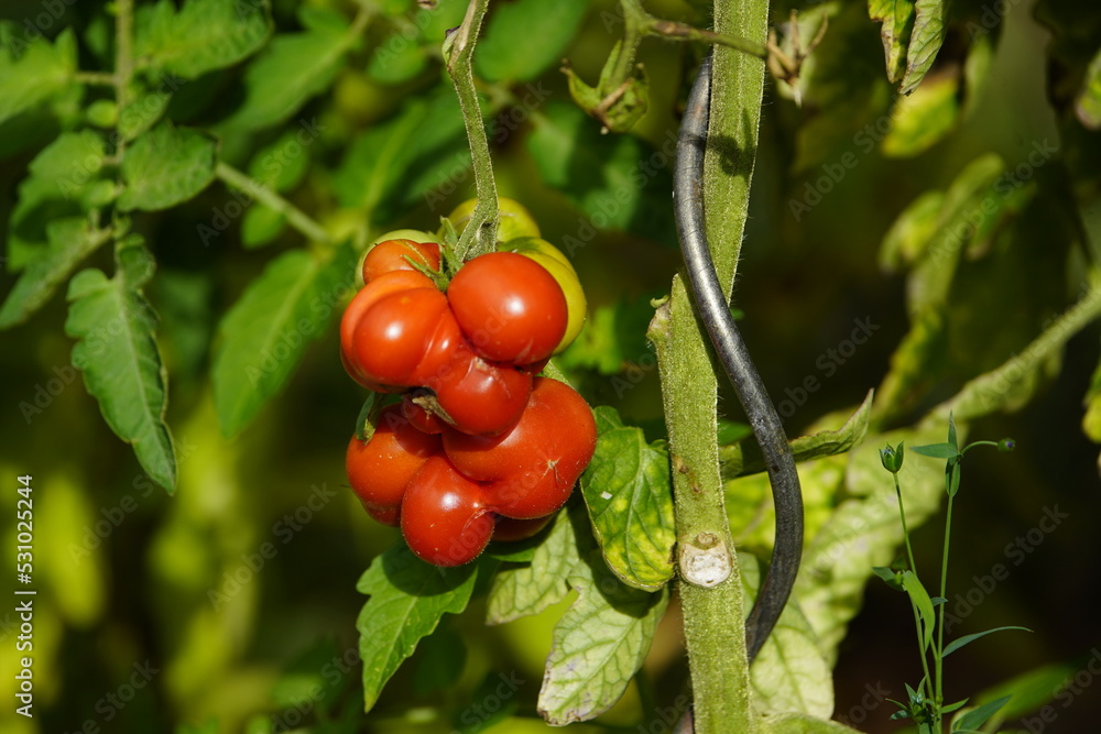 The travel tomato (Solanum lycopersicum) is a beefsteak tomato from ...