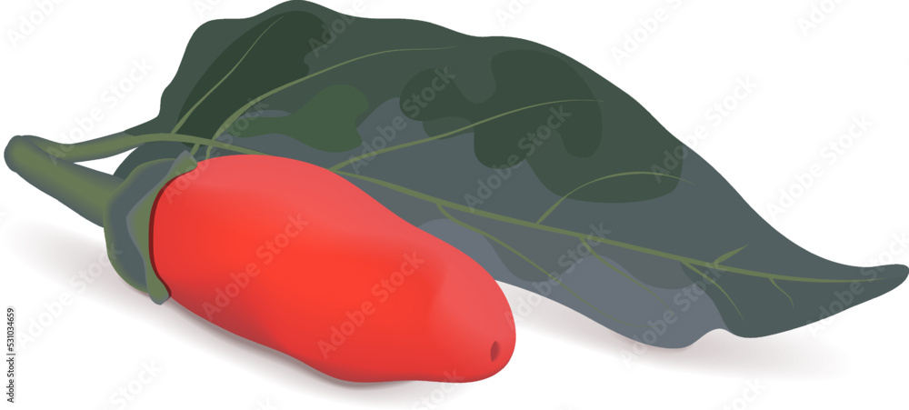 Peri peri peppers. Peri peri peppers. Piri Piri. Piripiri. Pili pili ...