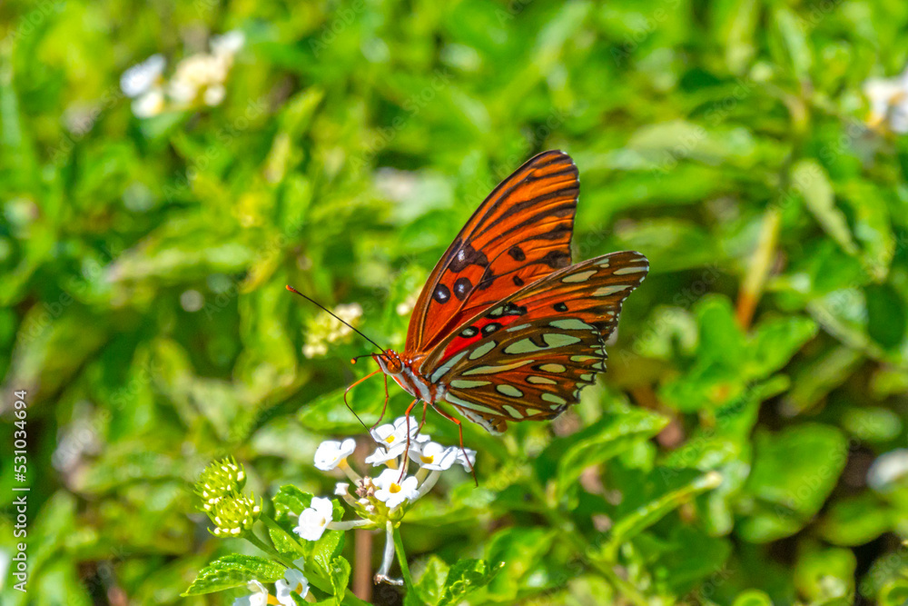 Foto de Gulf Fritillary butterfly (subfamily Heliconiinae of family ...