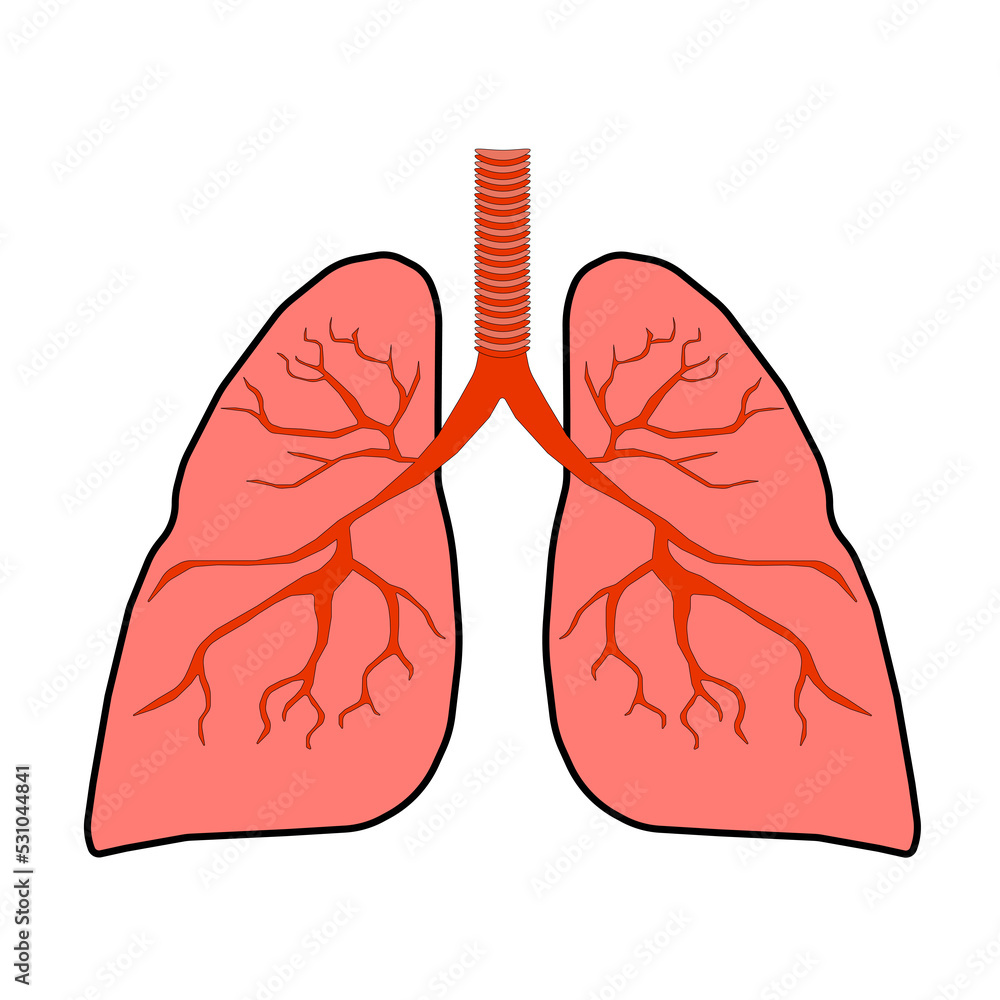 Respiratory System 3D in animated color with labels for education ...