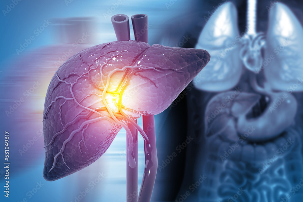 Human liver anatomy structure, 3d illustration Stock Illustration ...