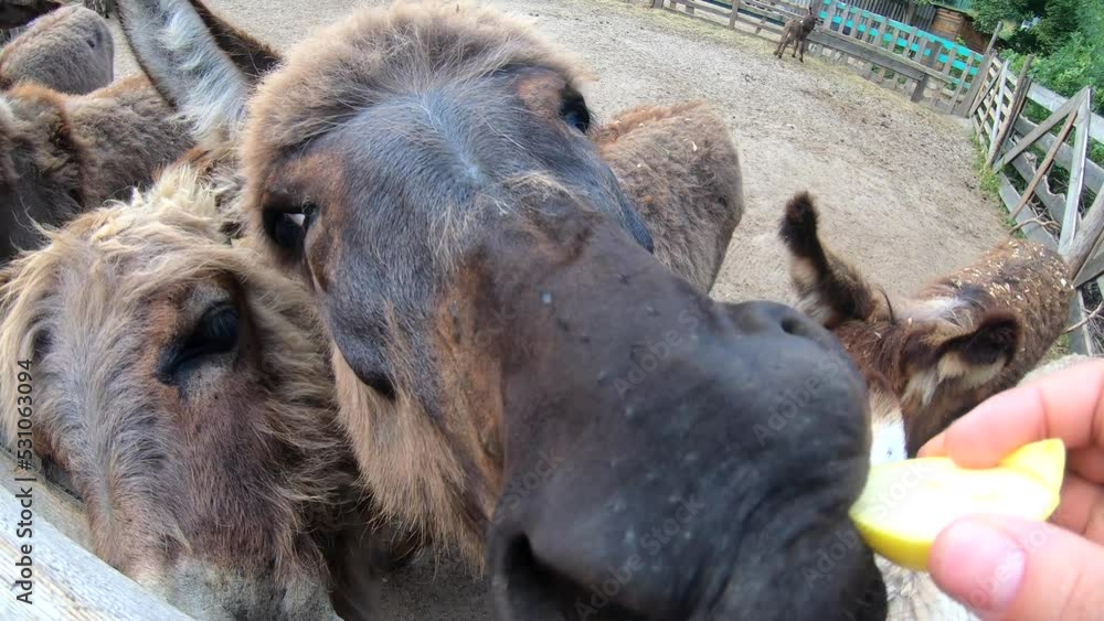 Woman feeding donkey at donkey farm. Domestic donkey, ass. Many donkeys ...