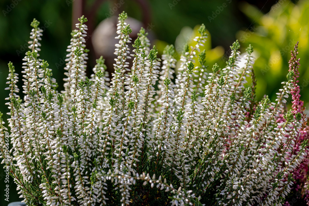 Selective focus bush of wild white flowers Calluna vulgaris (heath ...