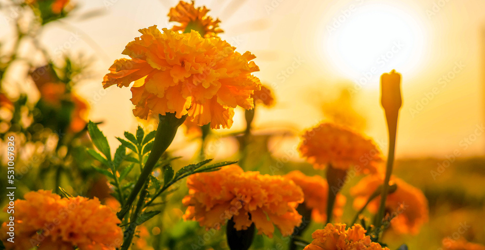 Beautiful field of blooming marigold flower against sunset golden light ...