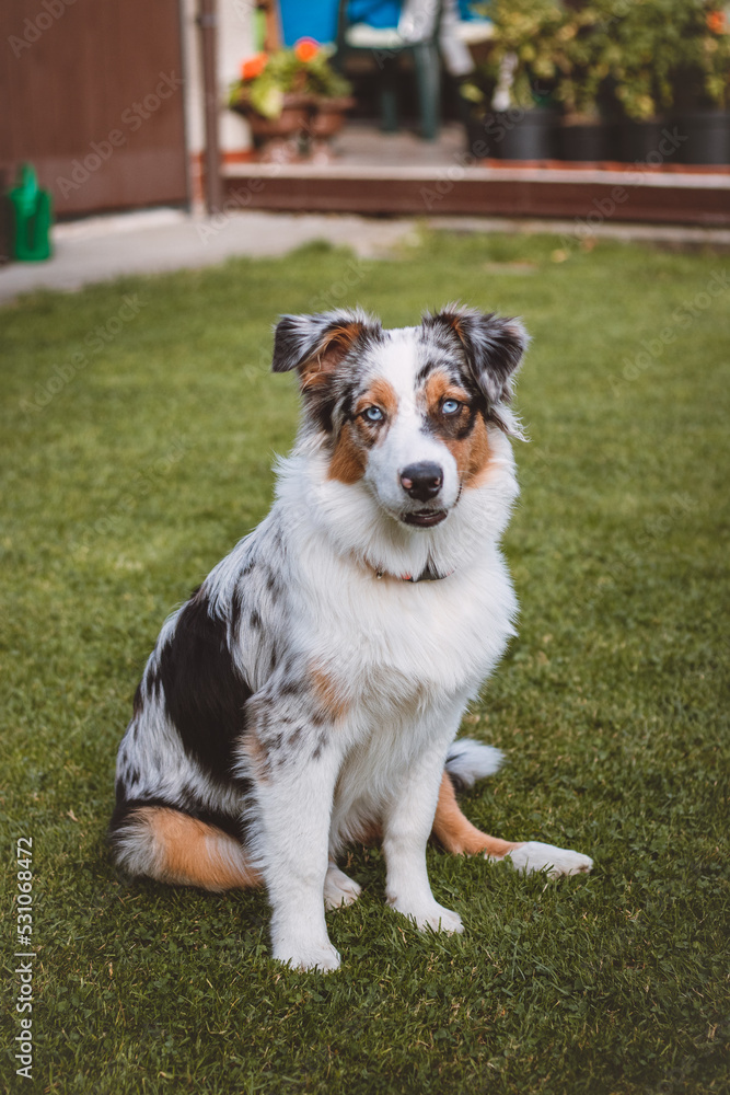 Blue-eyed Australian Shepherd puppy sits on his hind legs with his ...