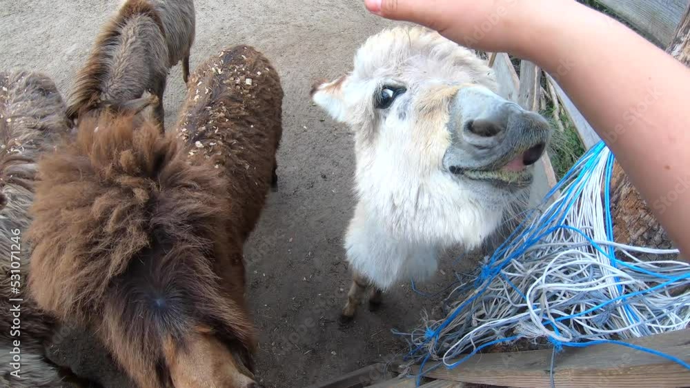 Girl stroking domestic donkey on head at donkey, ass farm. Many donkeys ...