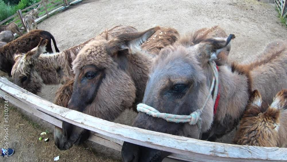 Girl stroking domestic donkey on head at donkey, ass farm. Many donkeys ...