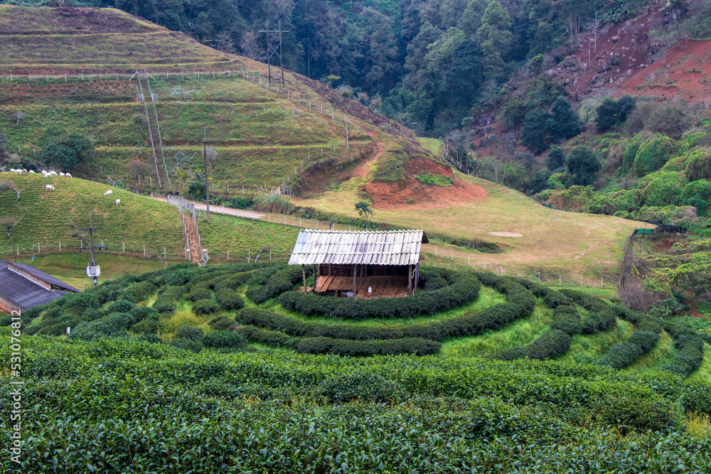 Green tea plantation in the high mountains at Doi Ang Khang, Chiang Mai ...
