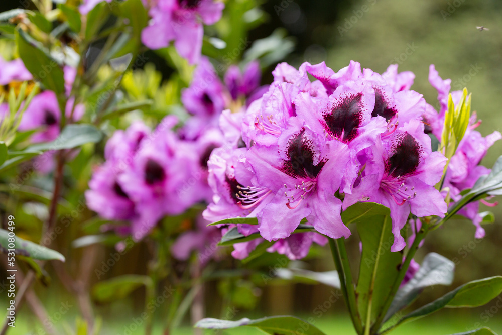 Close up on the purple flowers of azalea japonica Konigstein - japanese ...