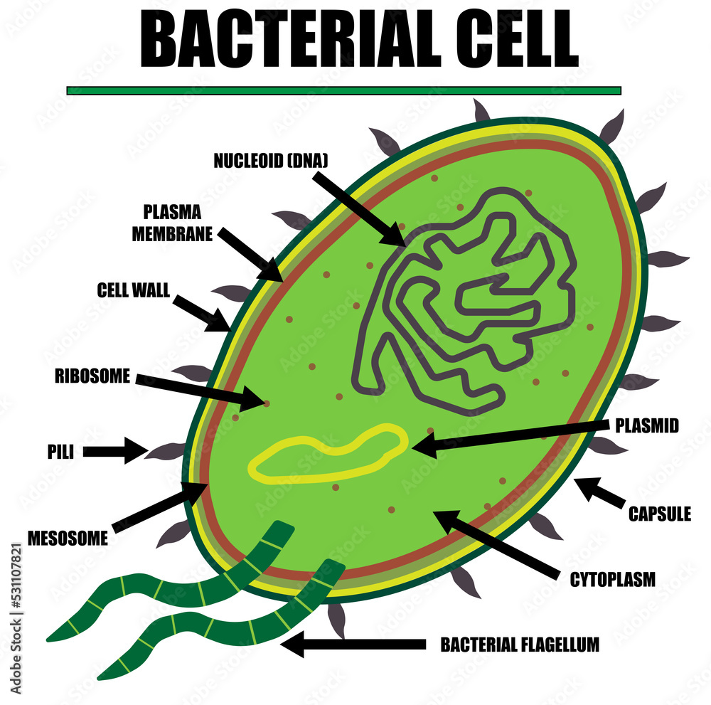 Bacterial Cell Color Diagram of organelles inside the cell wall for ...