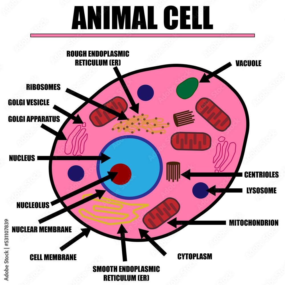 Animal Cell Color Diagram of organelles inside the cell membrane for ...