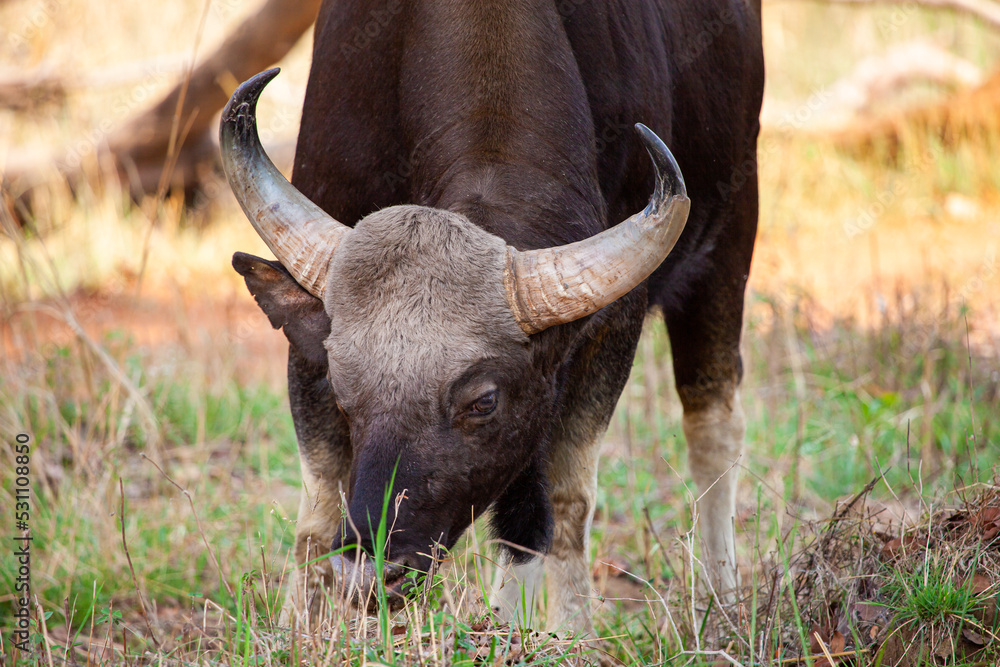 india, bandhavgarh, ranthambore, tadoba, cow, bull, grass, wild ...