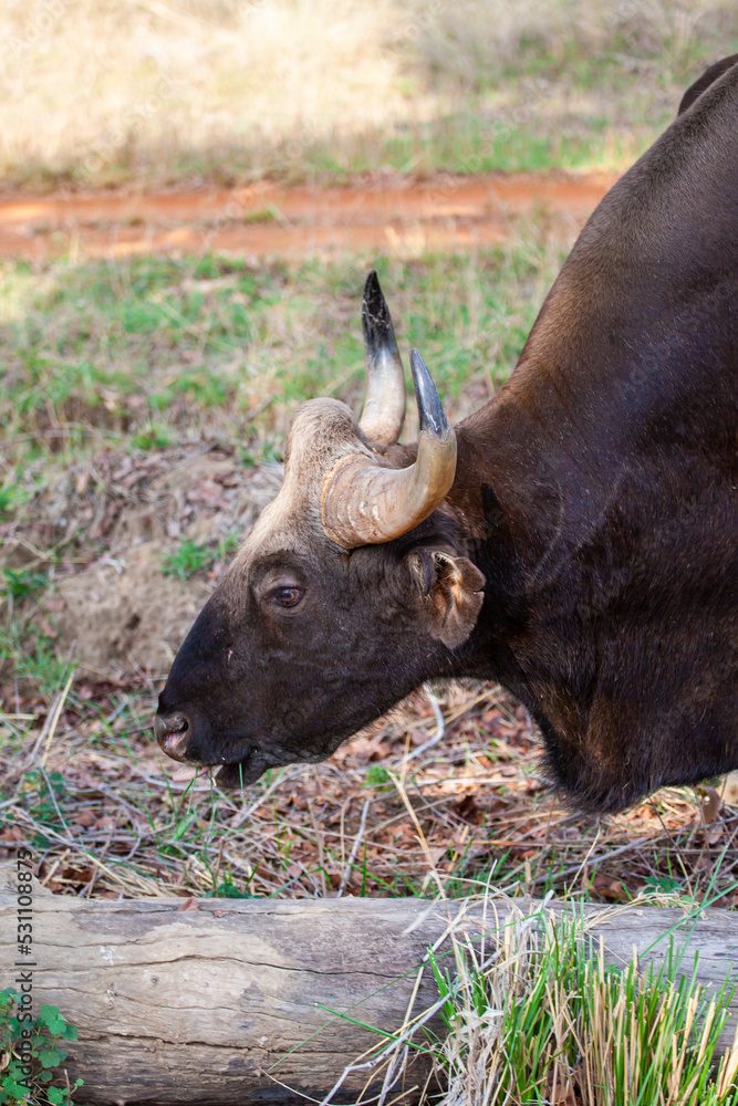 india, bandhavgarh, ranthambore, tadoba, cow, bull, grass, wild ...