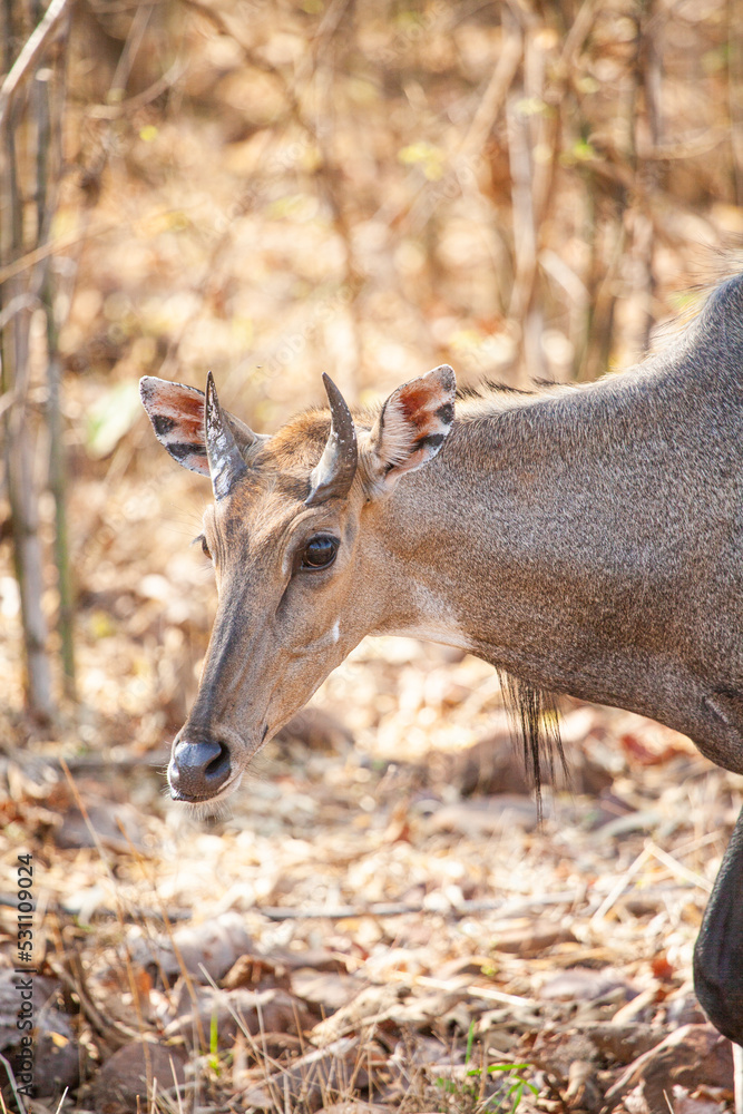 Nilgai walking towards water hole in the Forest of the Tadoba National ...