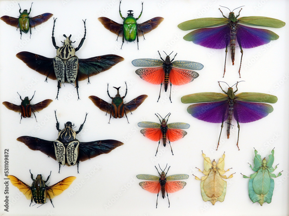 Collection of insects, many bright colorful beetles and grasshoppers ...