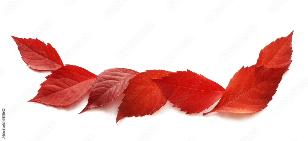 Isolated png red leaves. Transparent frame border of various autumn ...