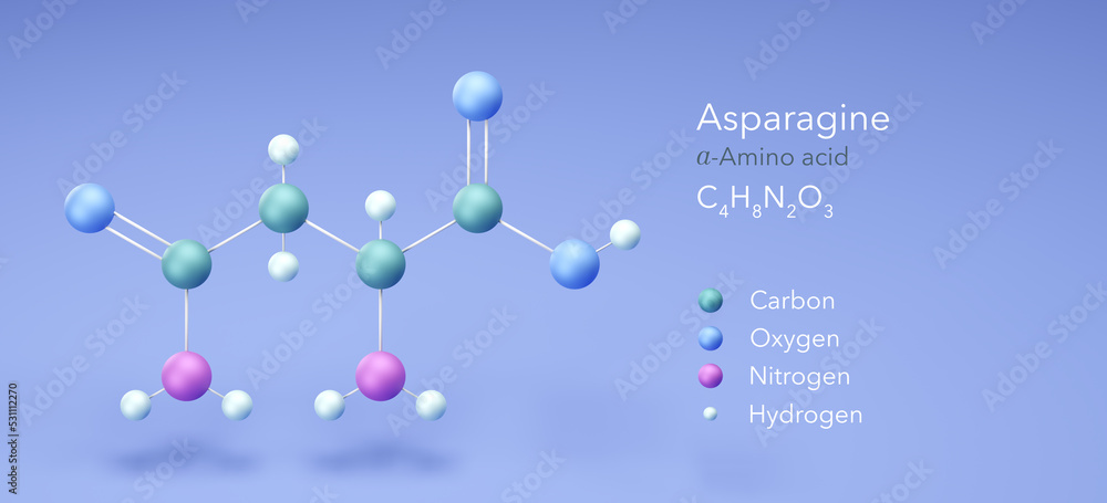 asparagine, molecular structures, amino acid, 3d model, Structural ...