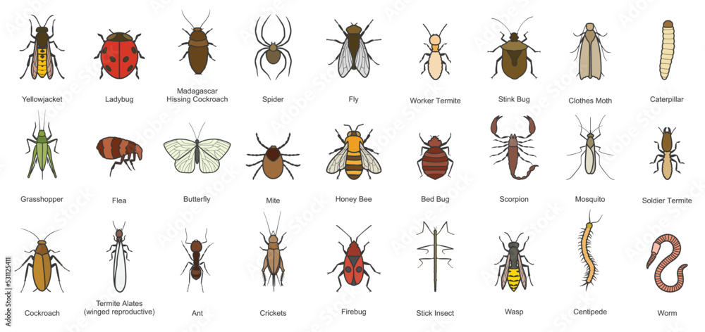 Bug of insect vector color set icon.Vector illustration insect beetle ...