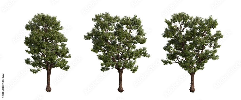 tree isolated on transparent background , tree 3d render Stock Photo ...
