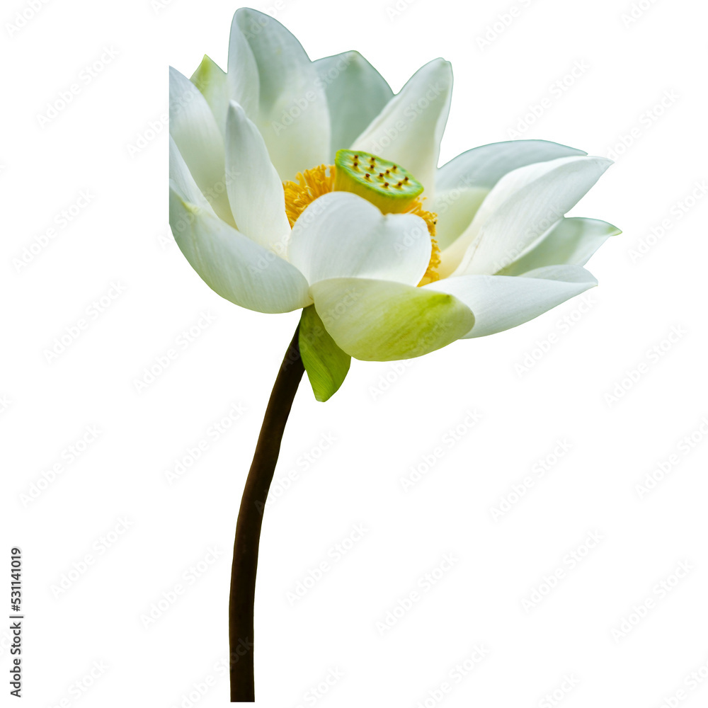 Lotus, water lily, flower, beautiful lotus, pink lotus, white lotus ...