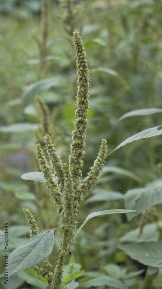 Green plants and flowers of Amaranthus powellii also known as Powells ...