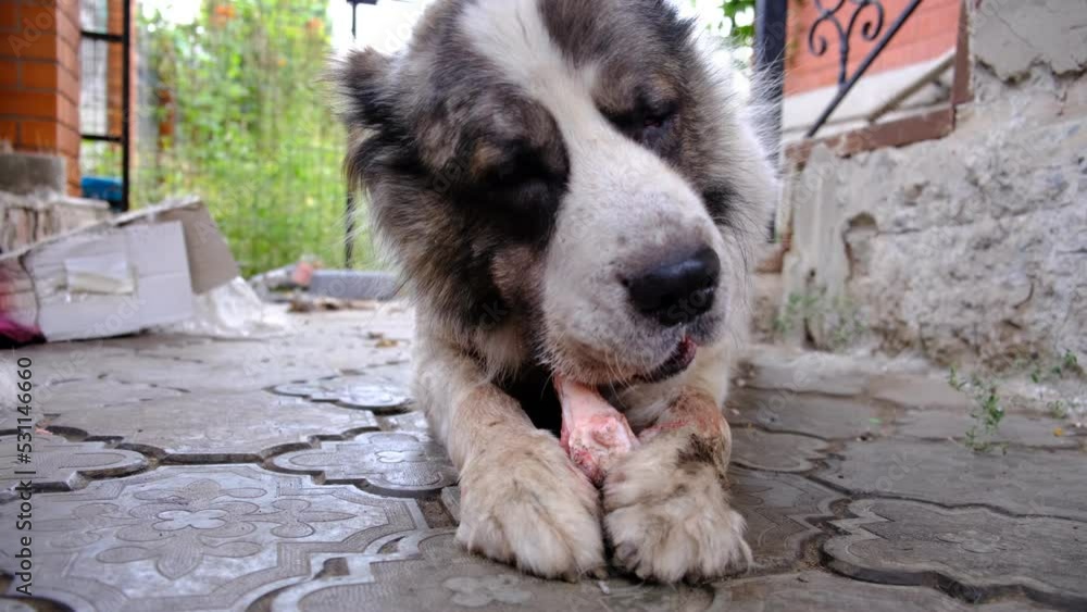 Big angry Central Asian Shepherd dog eats a bone. Dangerous animal to ...