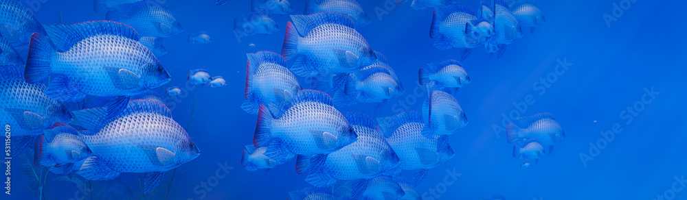 Flocks of fish swim in groups, the underwater circle is shining down ...