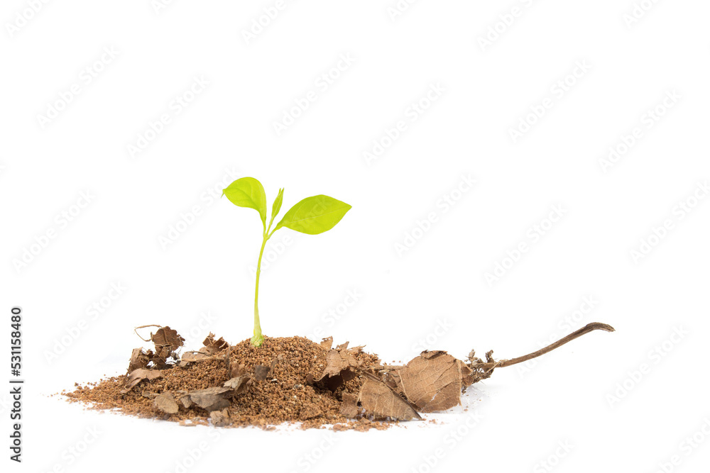 Different stages of life - A time to born and a time to die, and a time ...