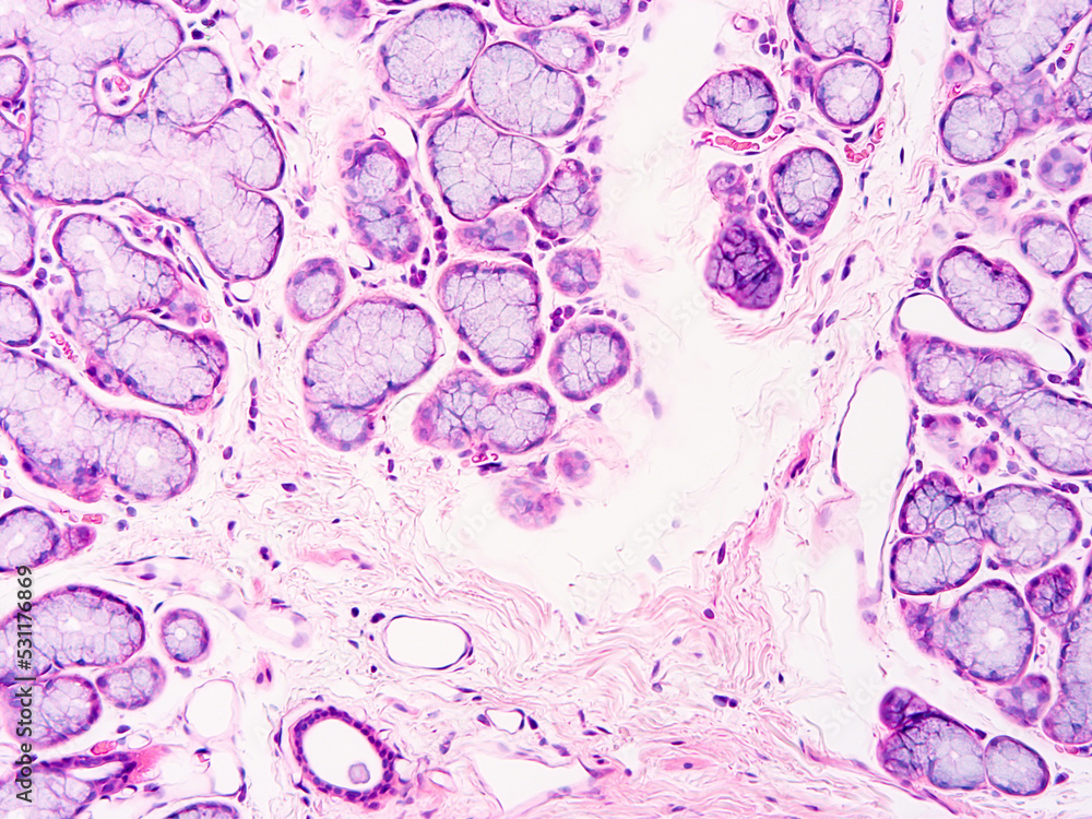 Histology of human tissue, show epithelial tissue and connective tissue ...