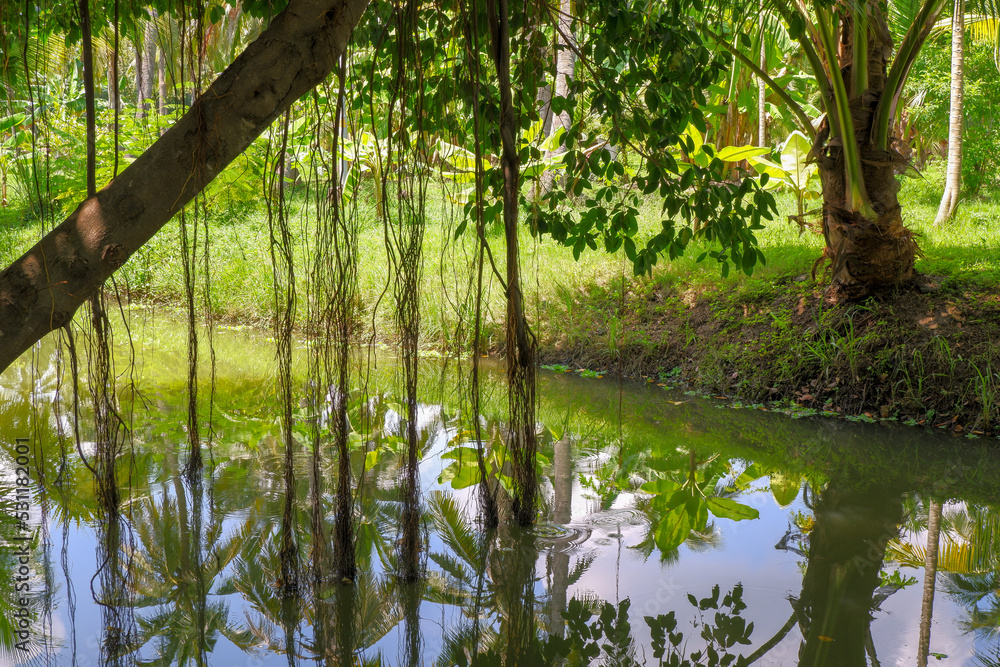 A banyan tree protruding into a line went into the water. Stock Photo ...