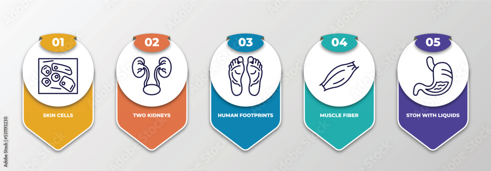 infographic template with thin line icons. infographic for human body ...
