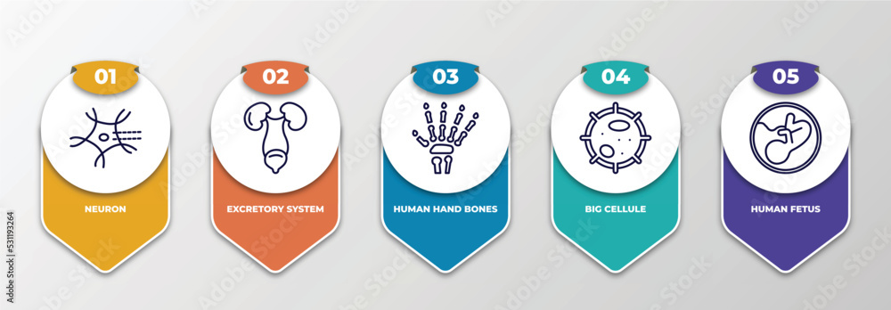 infographic template with thin line icons. infographic for human body ...