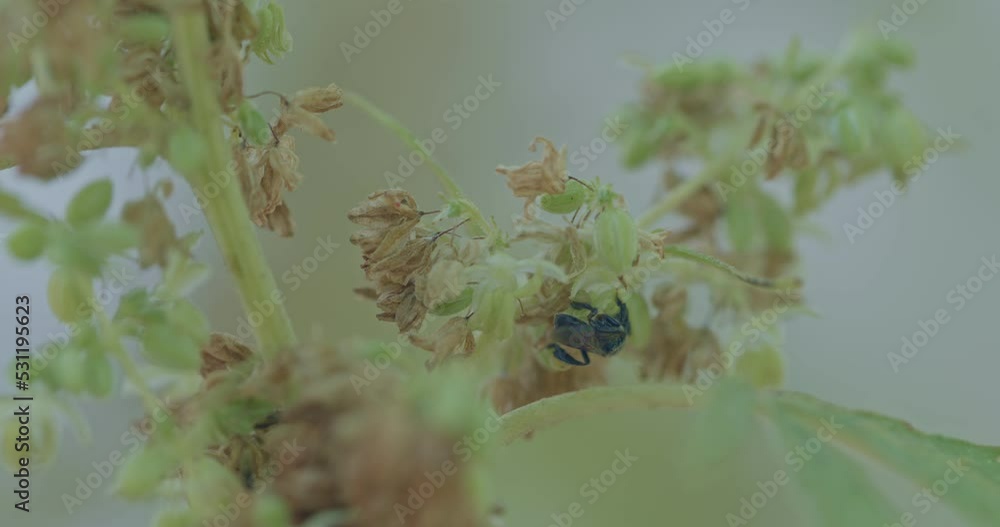 Insects, bees, circling around cannabis flowers..Bees swarming cannabis ...