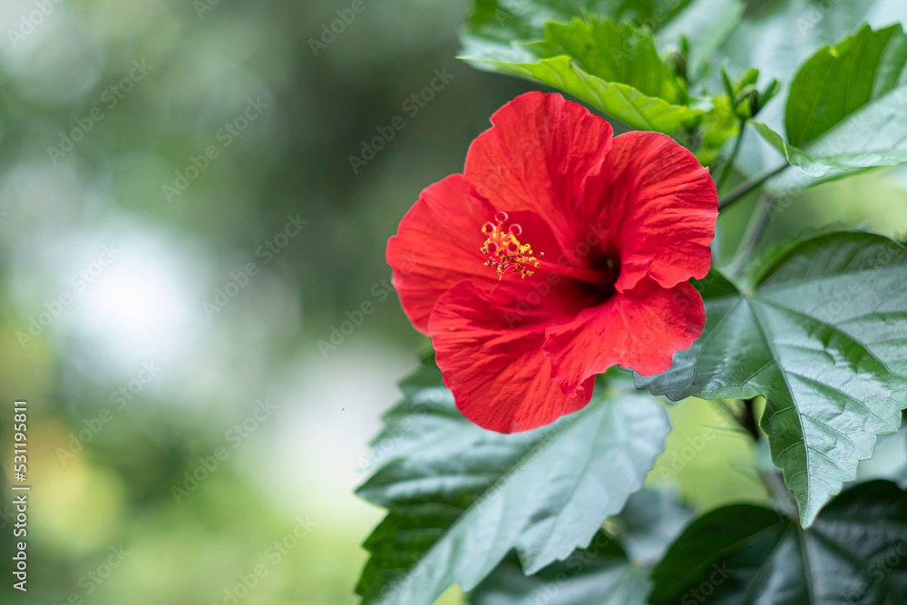 Hibiscus rosa-sinensis, known colloquially as Chinese hibiscus, China ...