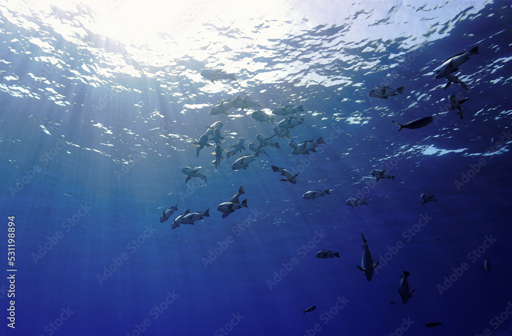 Underwater photography of a Trevally fish. From a scuba dive. Stock ...