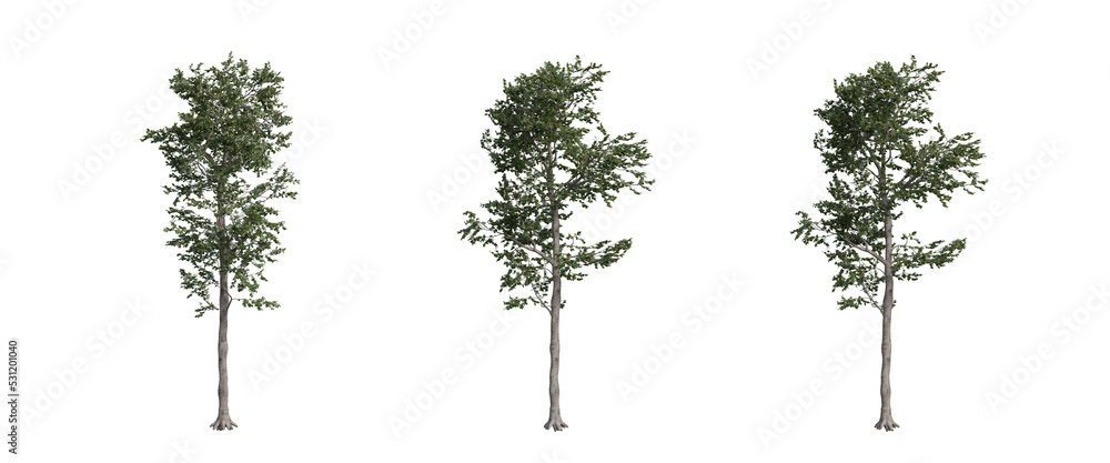 tree isolated on transparent background , tree 3d render Stock ...