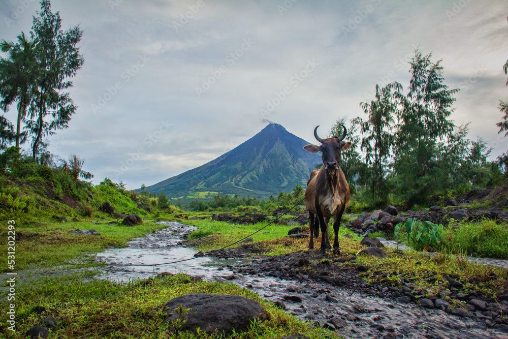 River from Mayon Volcano and Cow in Legazpi City Albay Philippines ...