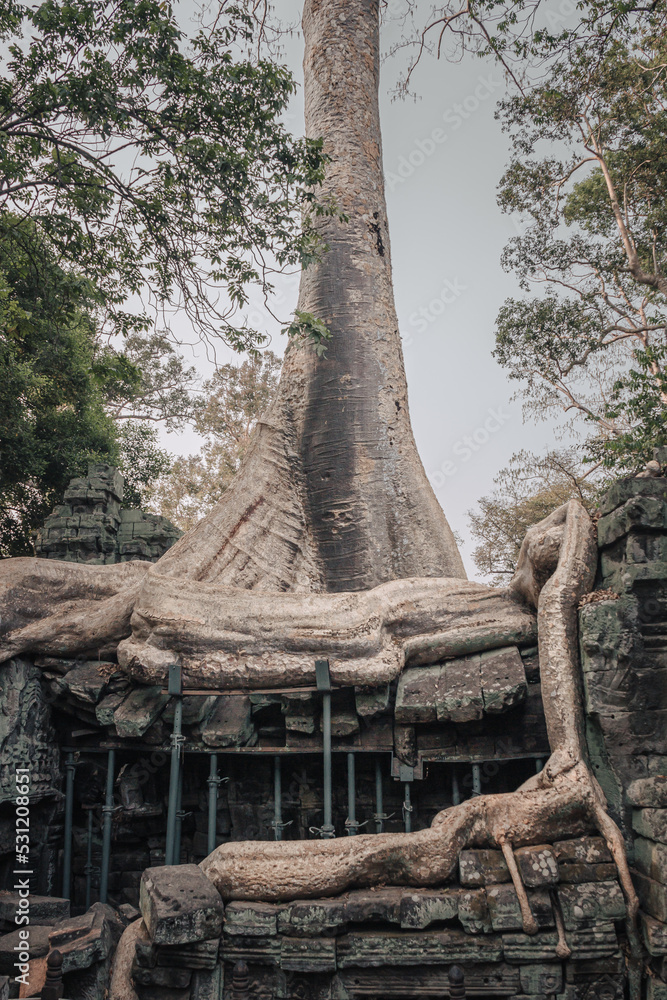 Strangler fig tree overgrowing on a ruin temple in Angkor Wat ...