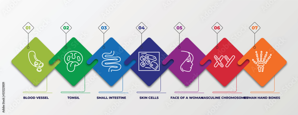 infographic template with linear icons. infographic for human body ...