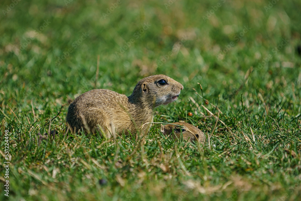 Spermophilus citellus is an animal species belonging to the ...