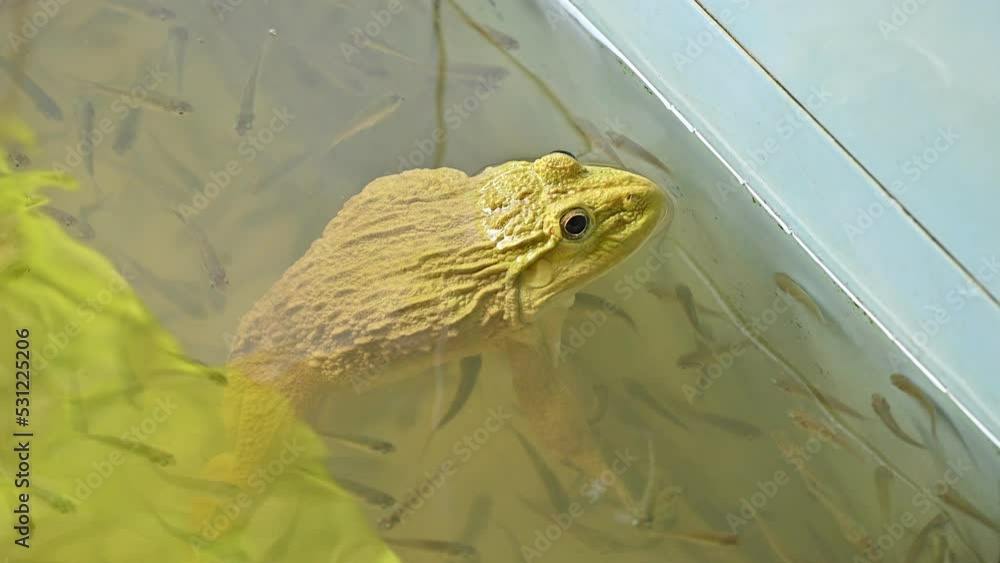 A golden big toad living in fish hatchery. Toads are amphibians. They ...