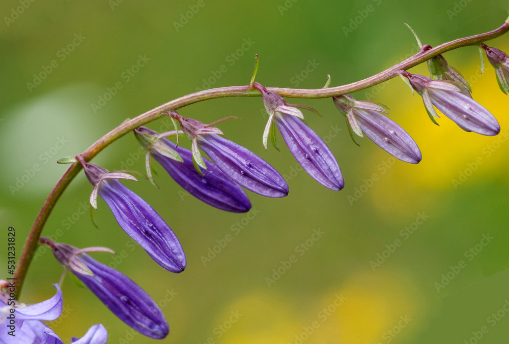 Flower buds of creeping bellflower (Campanula rapunculoides) Stock ...