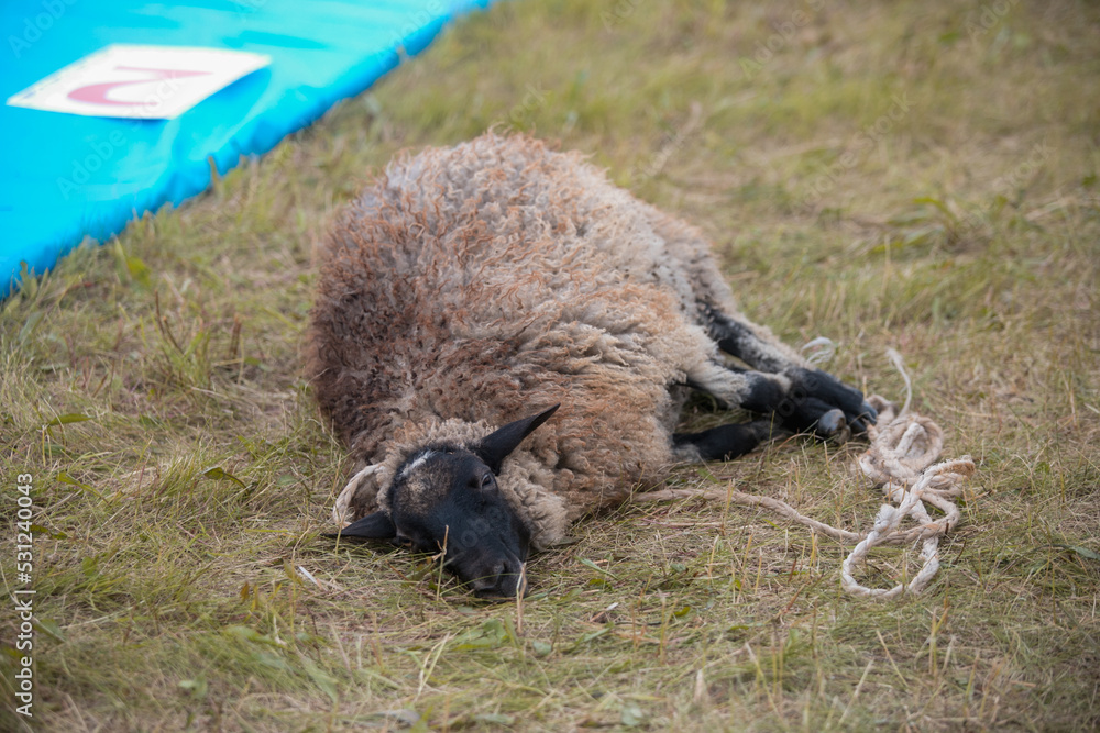 Animal for the Feast of Sacrifice. Muslim Holiday Kurban Bayrami, aid ...