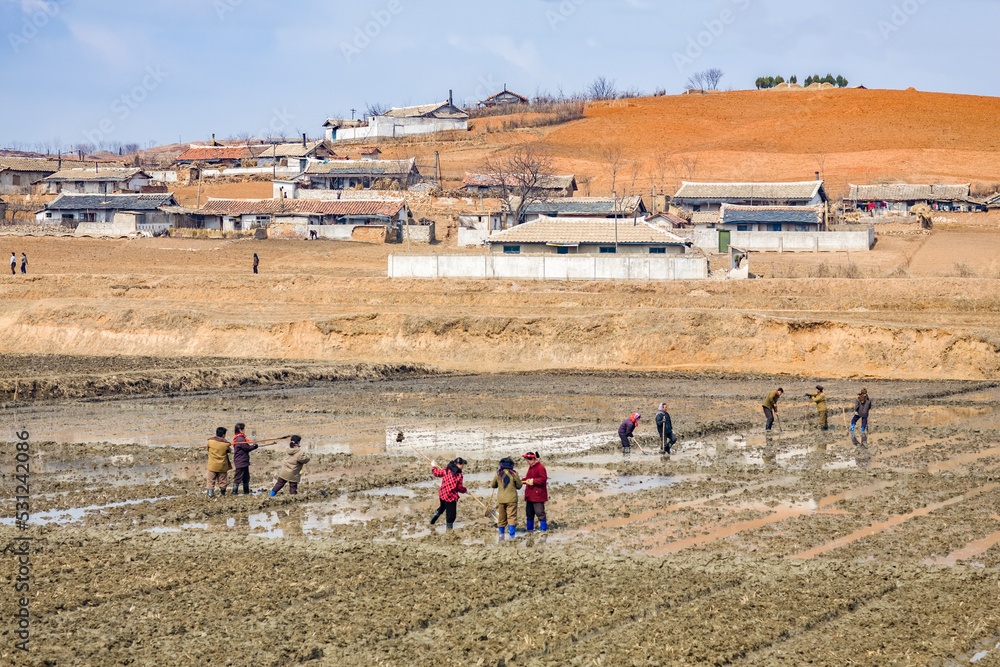 Farmers in North Korean countryside, between Kaesong and Pyongyang ...