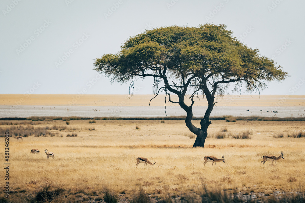 Foto de Panorama - eine Gruppe Springböcke grast unter einem baum in ...